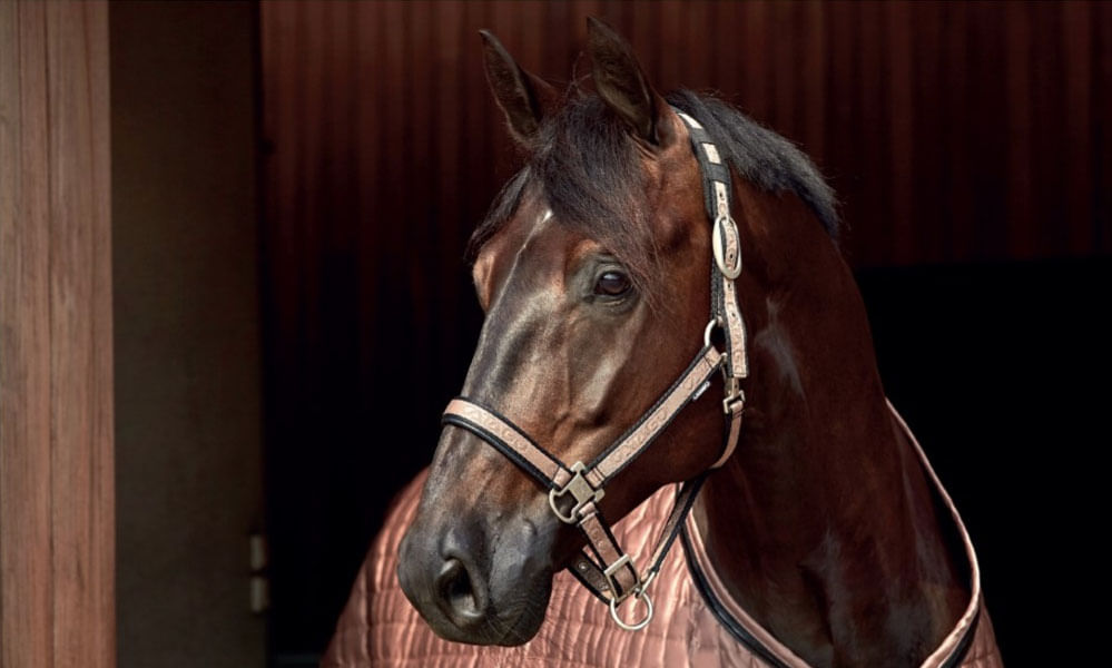 Catago Elegant Halter - Folkstone Grey - Catago-471308-FLKGY - Equishopper